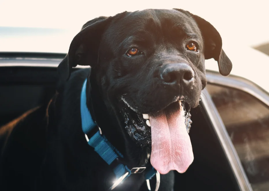 Porsche Cayenne Dog Seat Cover: A Stylish Choice for Pets